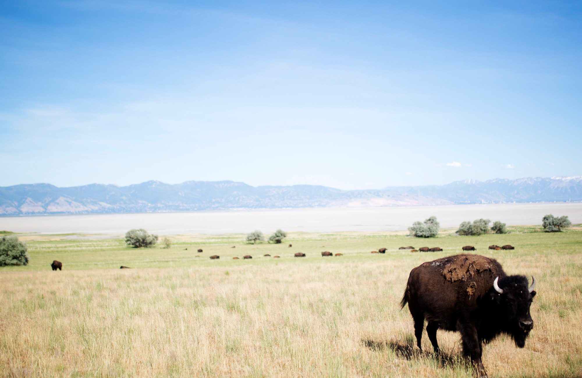California Buffalo Hunt | Oak Ridge Outfitters in Central California