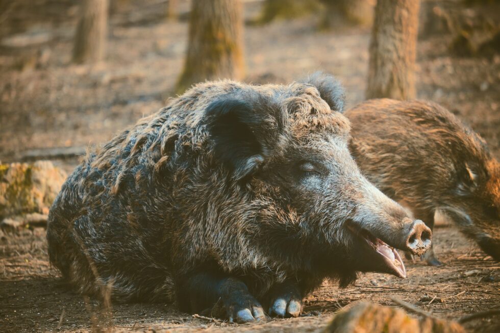 California Wild Pig Hunt | Oak Ridge Outfitters in Central California